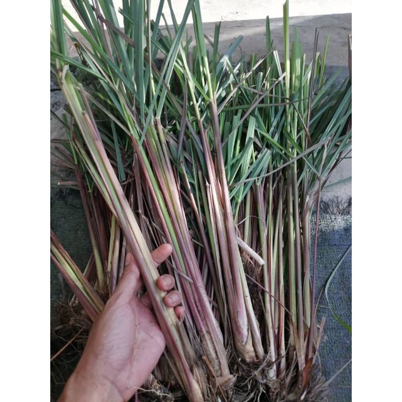 (10 Set )Anak pokok Serai Wangi / 4 batang benih serai makan dari kebun ...
