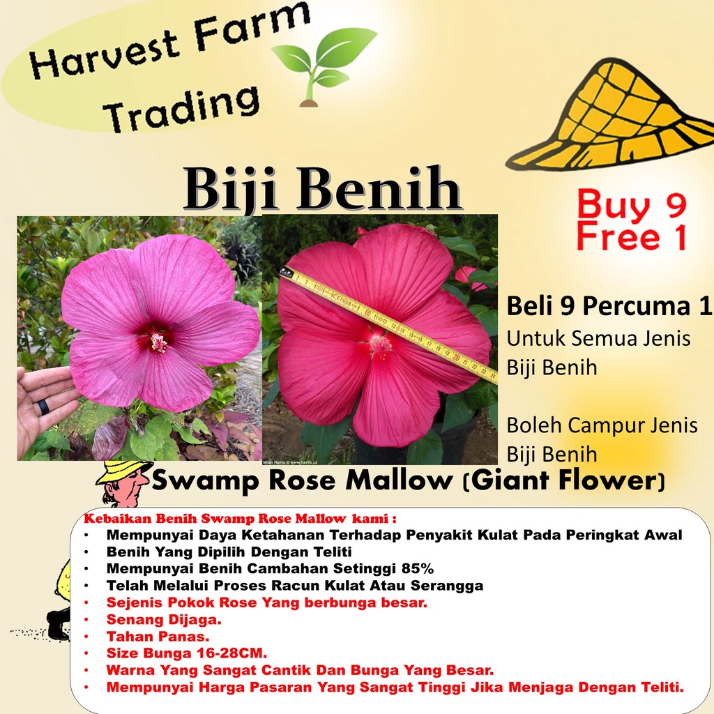 Swamp rose mallow seeds 15Pcs +- biji benih bunga raya besar 芙蓉葵大花秋葵种子 ...