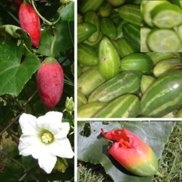 Timun Padang @ Pepasan (Coccinia grandis) - keratan batang / biji benih ...