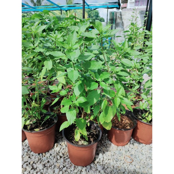 POKOK THAI BASIL POKOK MATANG LIVE PLANT | Shopee Malaysia