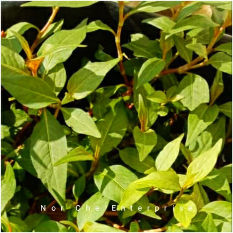 Daun Kesum Coriander Vietnamese Coriander Dried Fresh Daun Cenohom Daun ...