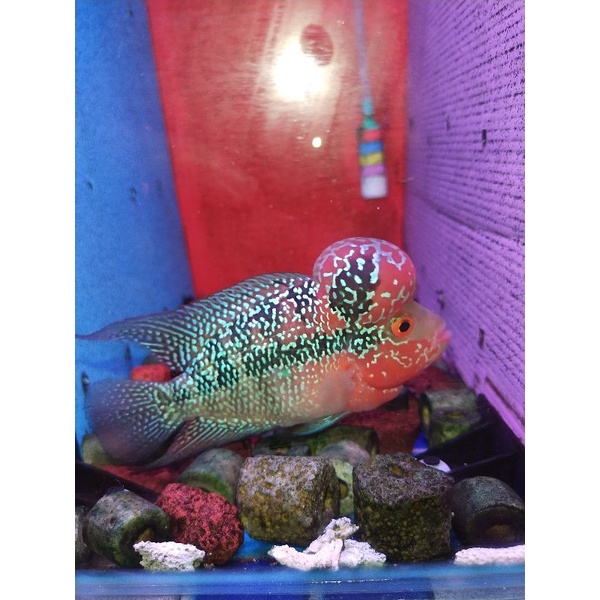 Flowerhorn Thai Fish SRD Big Big Kok | Shopee Malaysia