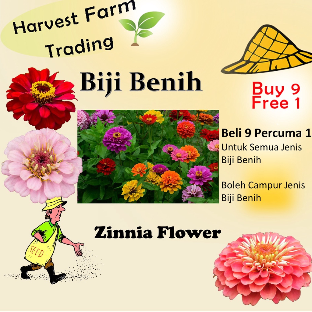 80Pcs +- Biji Benih Bunga Zinnia Flower seeds Zinnia Flower Seeds Benih ...