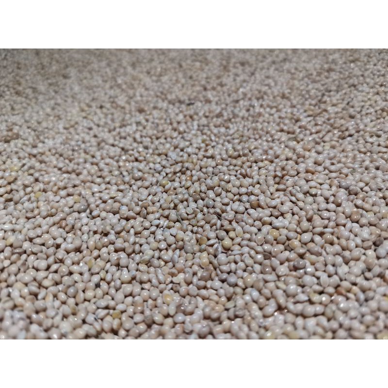White Millet USA Sekoi Sambau Putih Bird Feed Makanan Burung Burung ...
