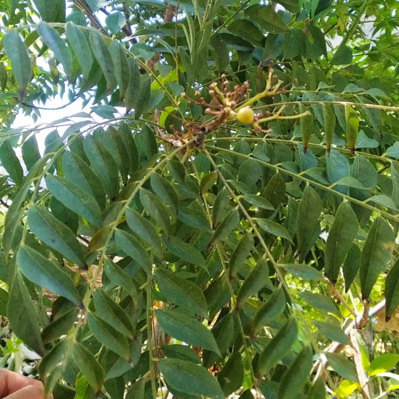 Fresh curry leaves / bay koja leaves / fresh curry leaves (20 stalks ...