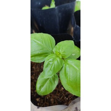 🔥Ready Stok🔥 Anak Pokok Herba Basil | Shopee Malaysia