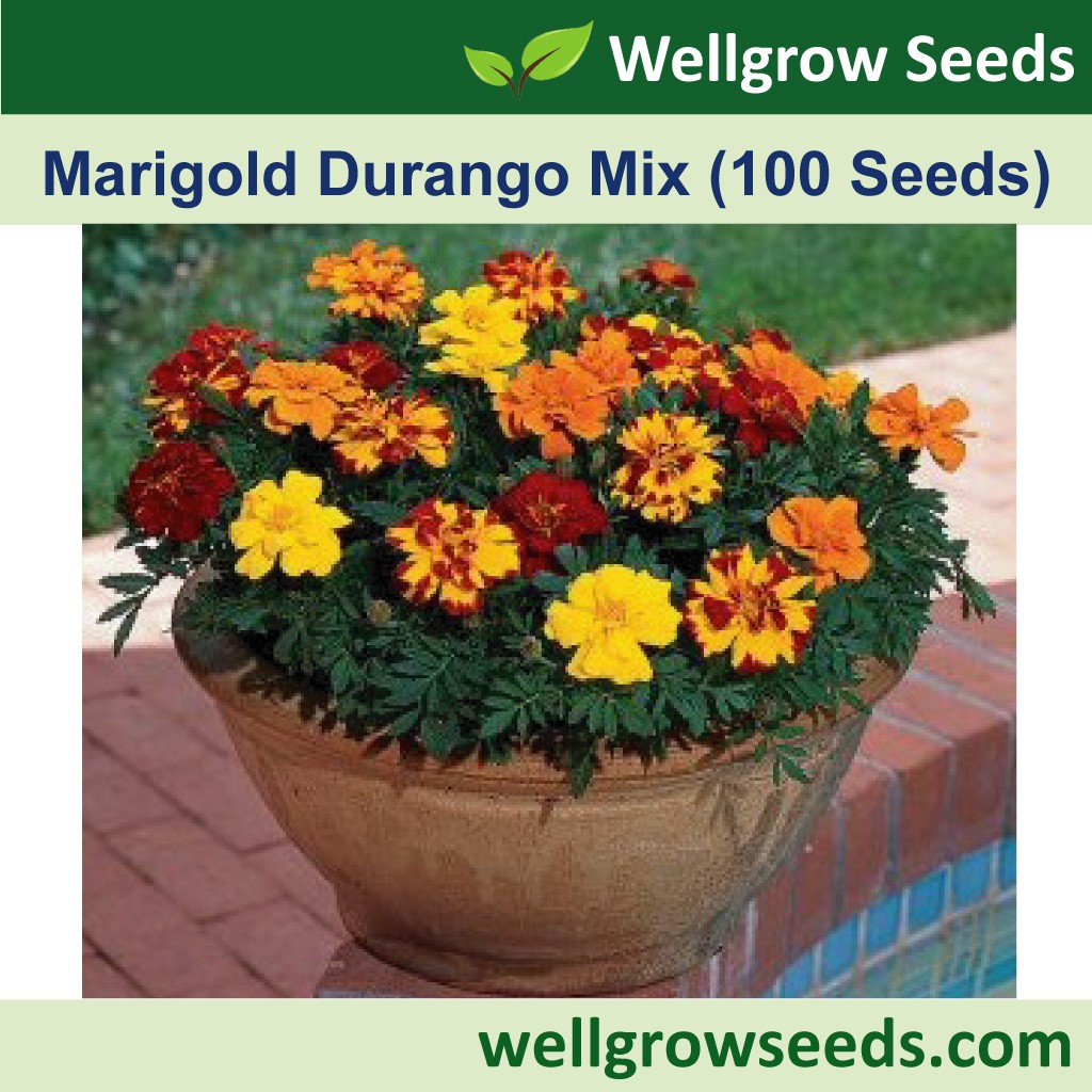 French Marigold Durango Mix (100sds) 法国万寿菊：杜兰戈系列（混色) Flower Seeds ...