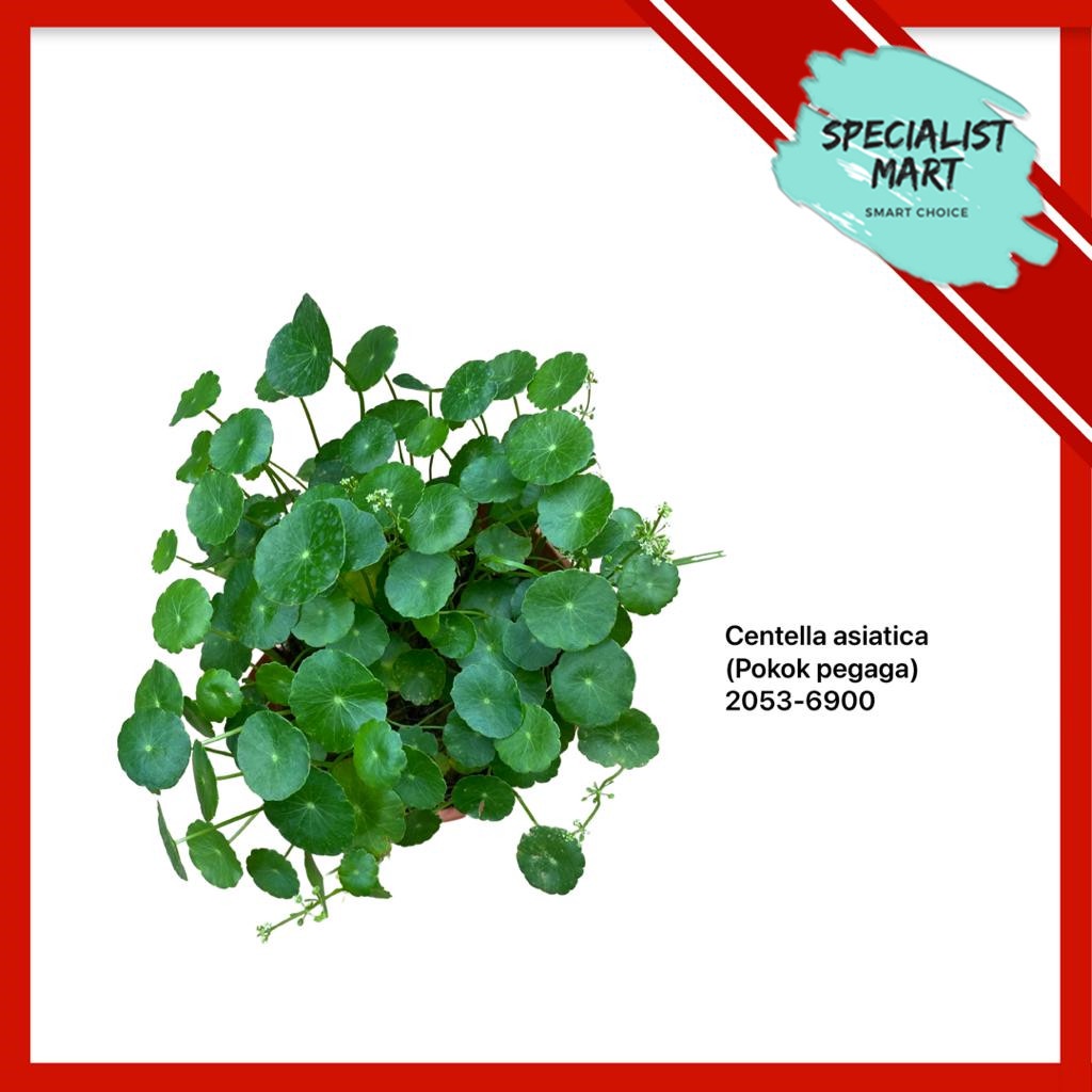 Centella Asiatica ( Pokok Pengaga ) | Shopee Malaysia