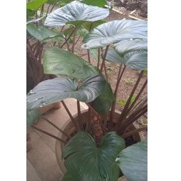 Keladi Kemoyang Merah( Keratan Batang) | Shopee Malaysia