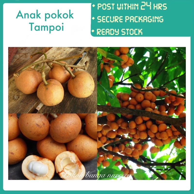 PBN - anak pokok tampoi - pokok bunga nursery tampui larah ngeke merkeh ...