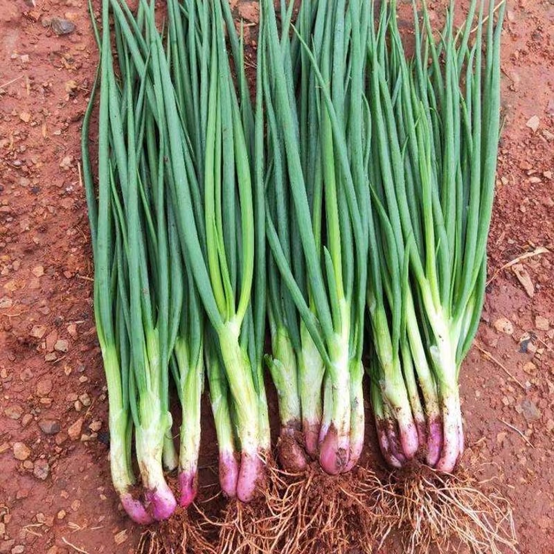 100‘SEED - Benih Daun Bawang Akar Merah / 红根小香葱种子 | Shopee Malaysia