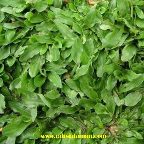 Pembekal Rumput Hidup / Carpet Grass / Rumput Japanese / Cow Grass ...