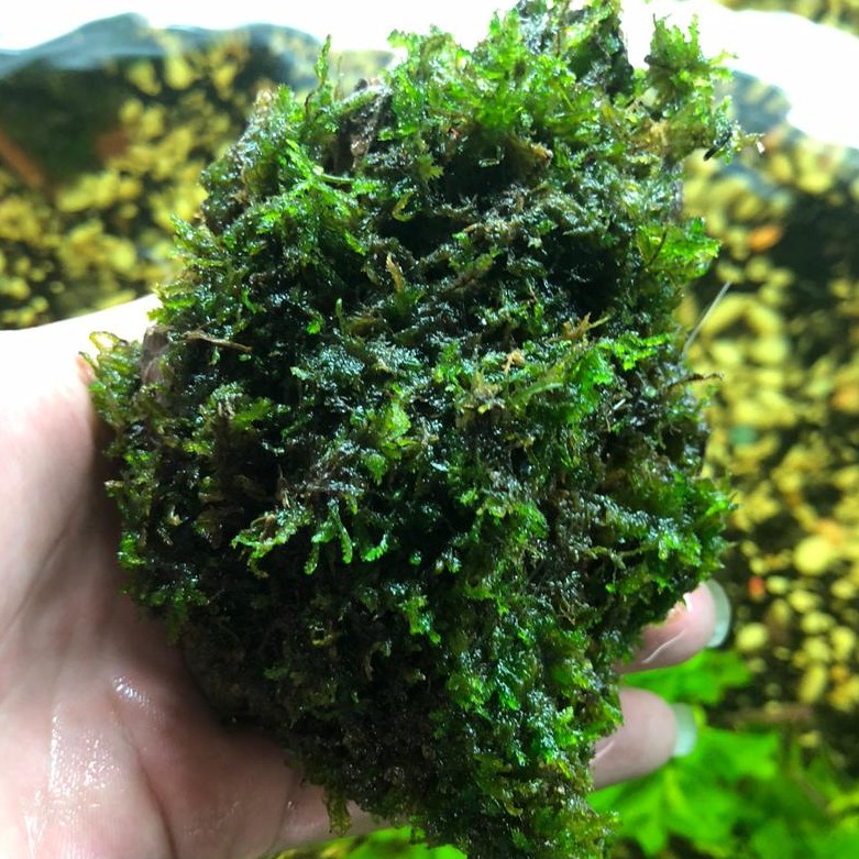 Java Moss / Vesicularia dubyana on Wood(Aquatic Moss / Bonsai) On Wood ...