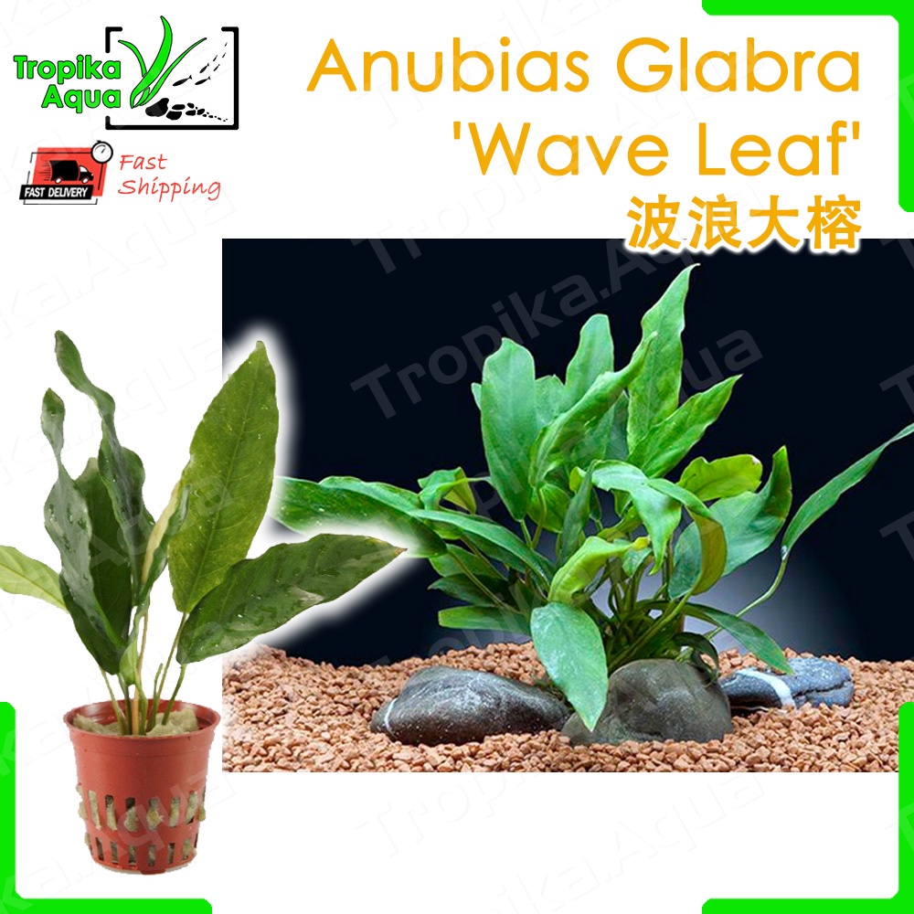 Anubias Glabra 'Wave Leaf' 波浪大榕 - Aquarium aquatic plant [lowtech][long ...