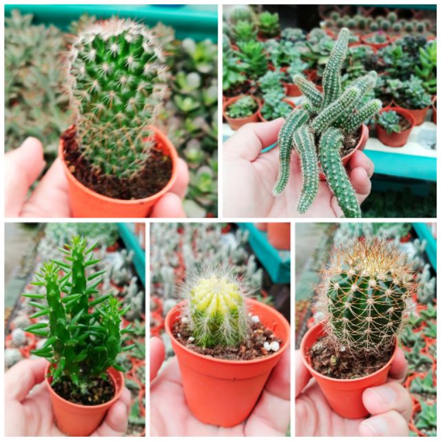 McM 6 pots s-size Cactus direct from Cameron Highlands , randomly pick ...