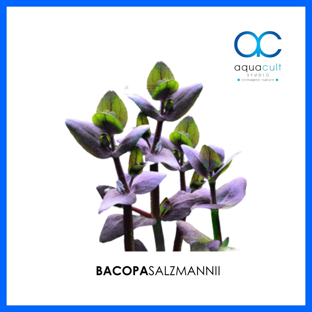 🔥BEST SELLER🔥 Bacopa Salzmannii - Pot (Aquascape/Aquarium/Vivarium ...