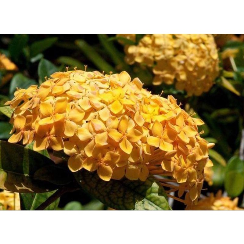 Pokok Bunga wangi Siantan Jejarum Ixora Madagascar Odorata Fragrant ...