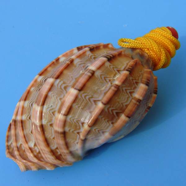 Ready stock# Big Conch snail whistle Children's toys toy, Ha Lukou Port ...