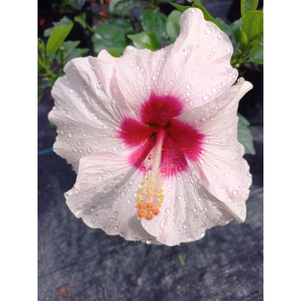 Pokok Bunga Raya Hybrid - Hibiscus [Live Plant] | Shopee Malaysia