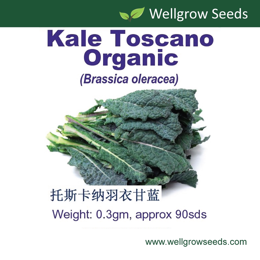 Kale Toscano Organic (0.3gm, approx 90sds) 托斯卡纳羽衣甘蓝 Vegetable Seeds Wellgrow Seeds | Shopee Malaysia