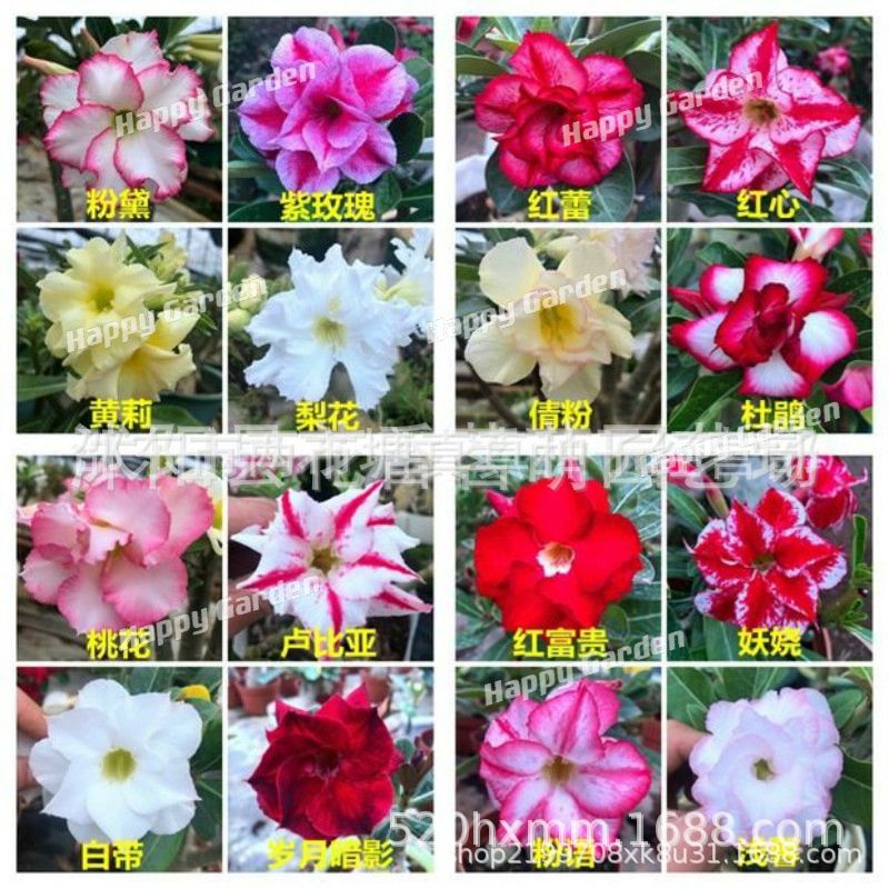 1pc Adenium Seeds with Seed Container Desert Rose Seed Biji Benih Bunga ...