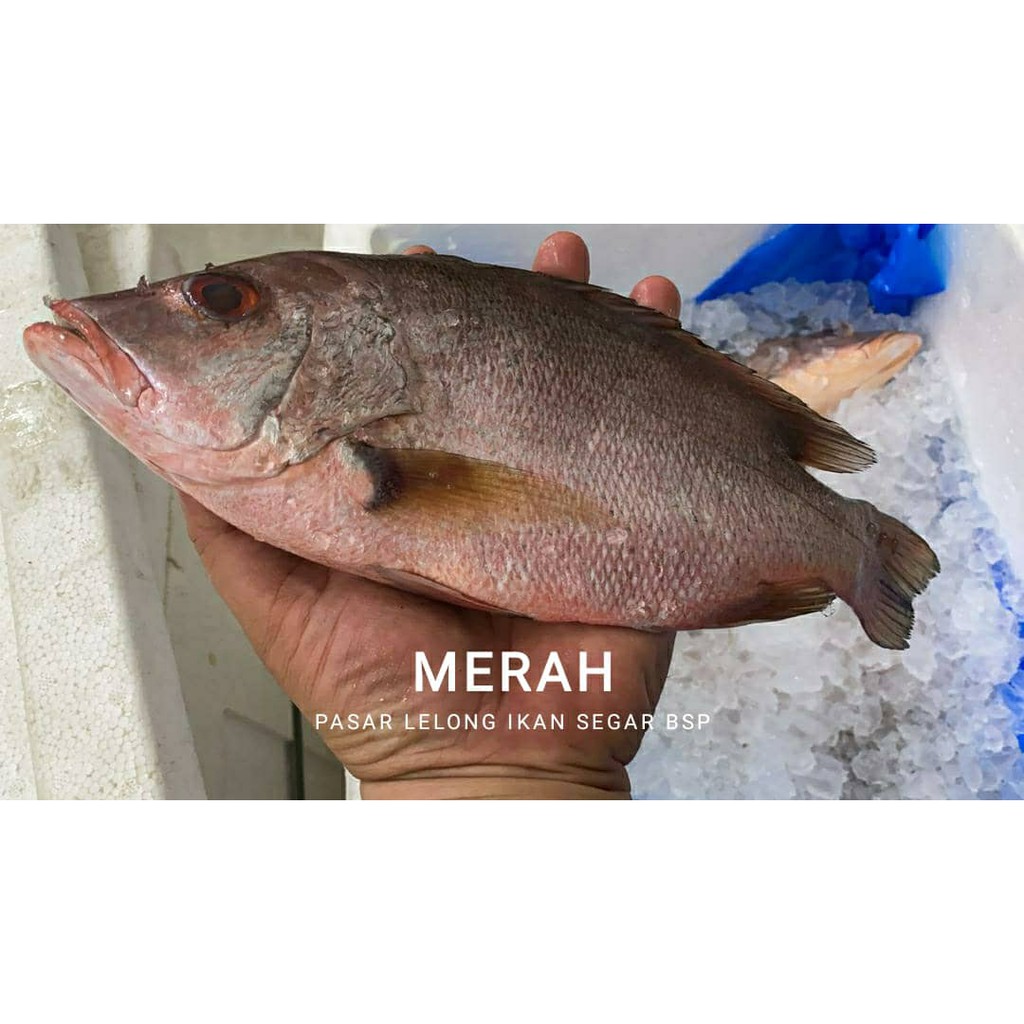 Ikan Merah Segar / Fresh Red Snapper | Shopee Malaysia
