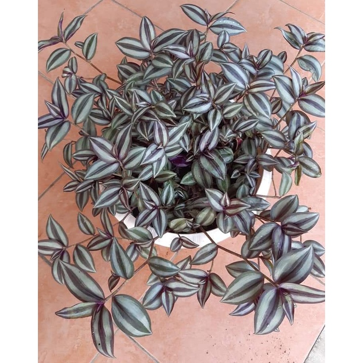 Inch Plant Tradescantia Zebrina Pendula Wandering Jew Pokok Bunga Hidup ...