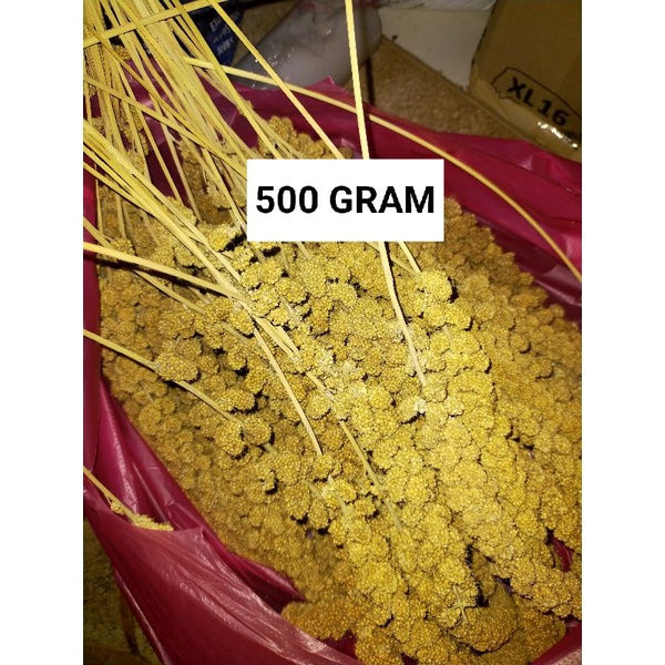 Sekoi Tangkai Kuning/Yellow Spray Millet 500gram | Shopee Malaysia