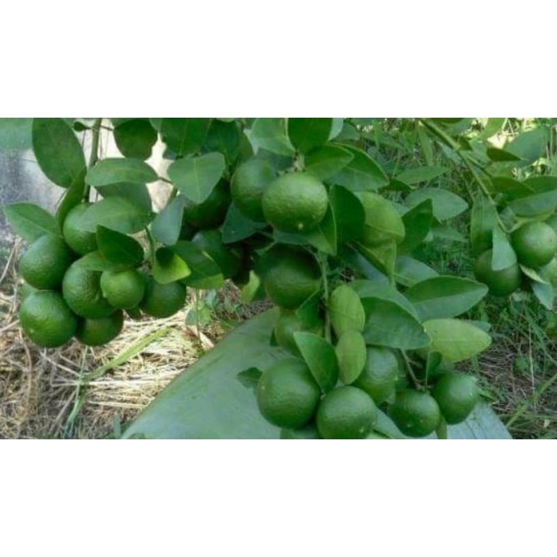 Anak Pokok Limau Nipis 🌱🔥高产量多果酸柑树苗🌱🔥Lime Tree Hybrid 🌱🔥 | Shopee Malaysia