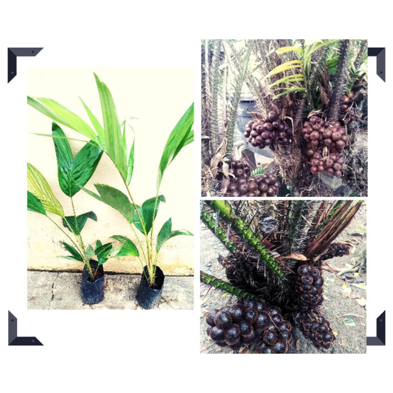 Anak Pokok Salak Madu | Shopee Malaysia