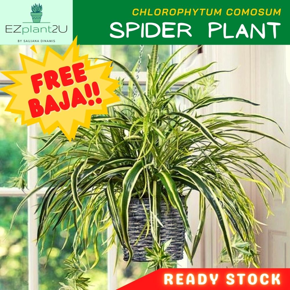 Anak Pokok SPIDER PLANT | Pokok Labah-Labah Chlorophytum comosum ...