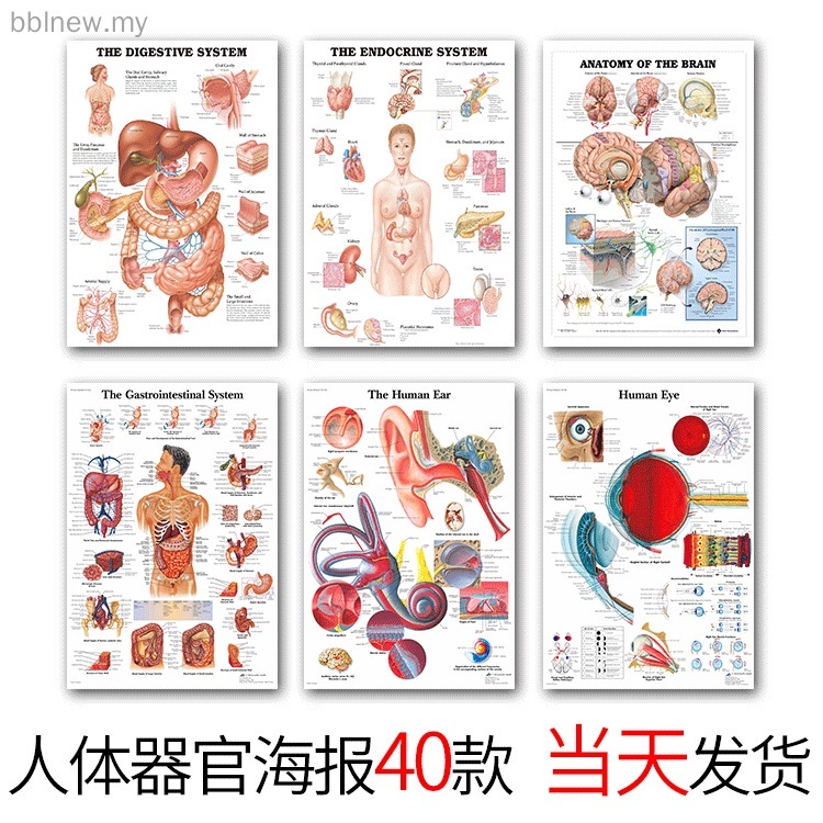 HD human body printing of facial features, viscera and brain teaching ...