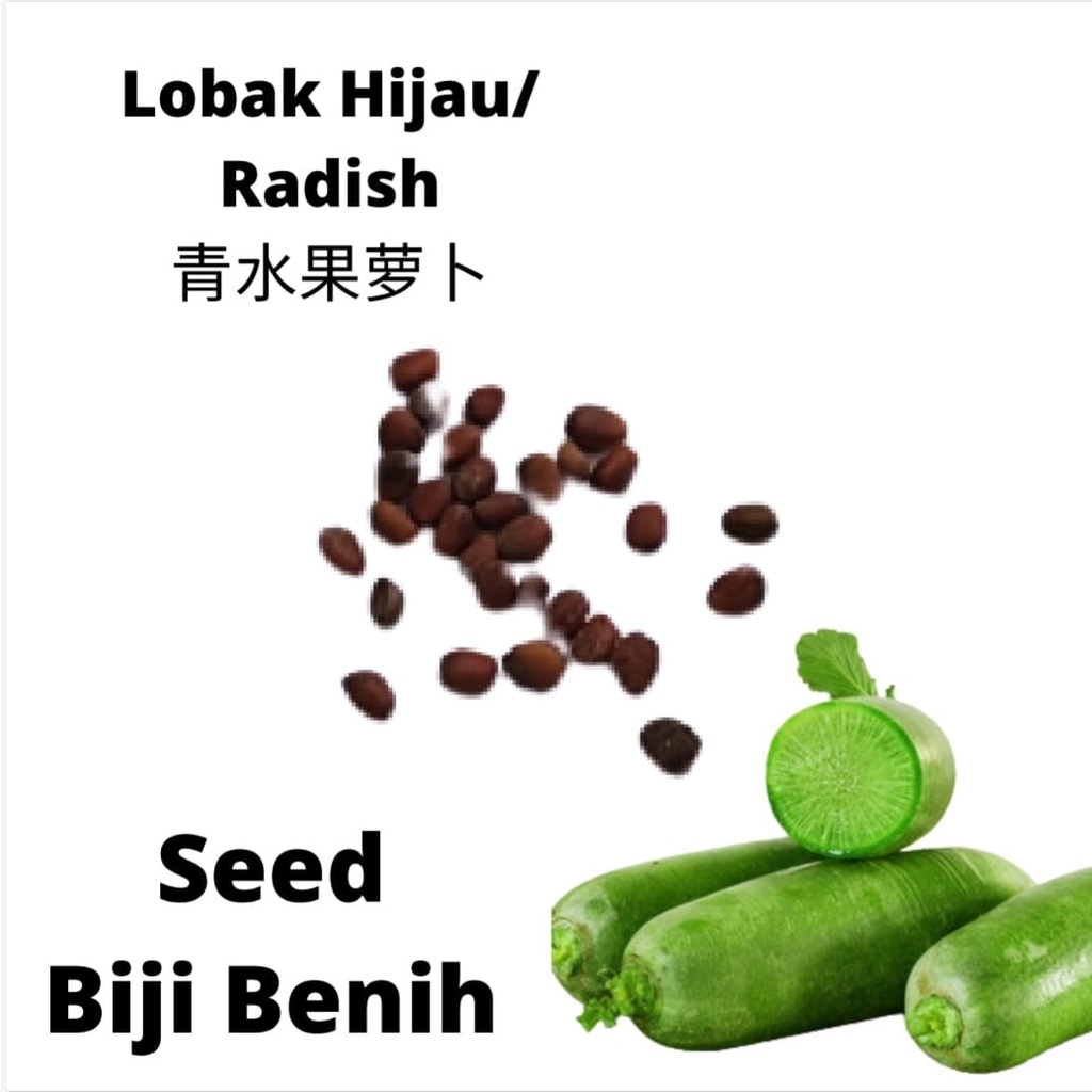 Lobak Hijau Carrot Radish Green Organic 有机青水果萝卜种子 Biji Benih Vege Sayur ...