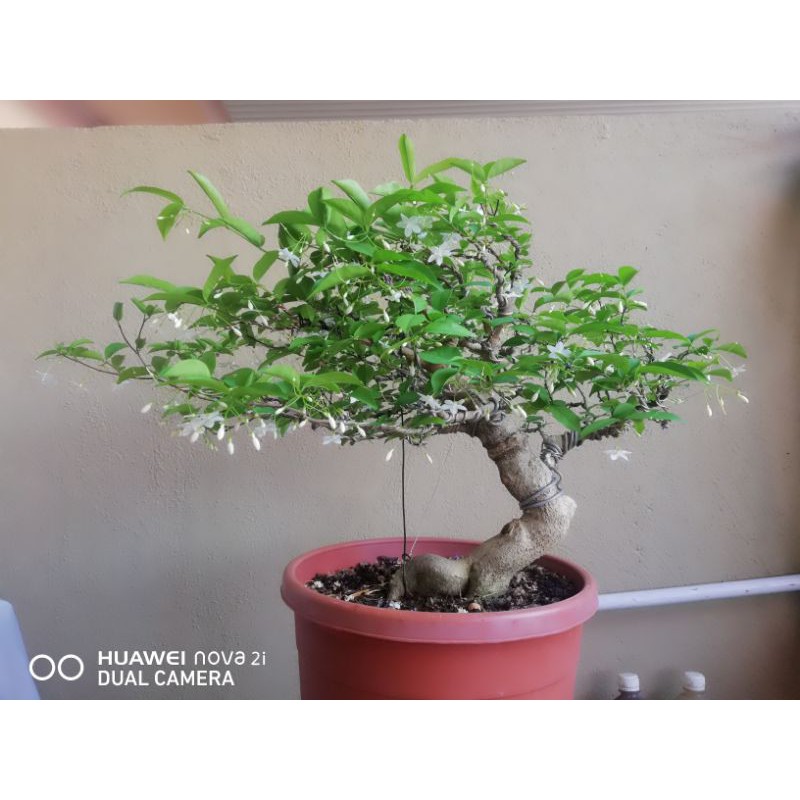 Benih jeliti. (35 biji) water jasmine seed. 水梅种子( | Shopee Malaysia