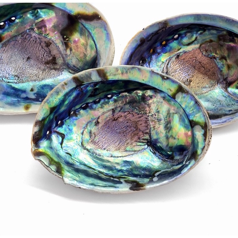 New Zealand 🇳🇿 Natural Abalone Shell | Smudge with Sage | Shopee Malaysia
