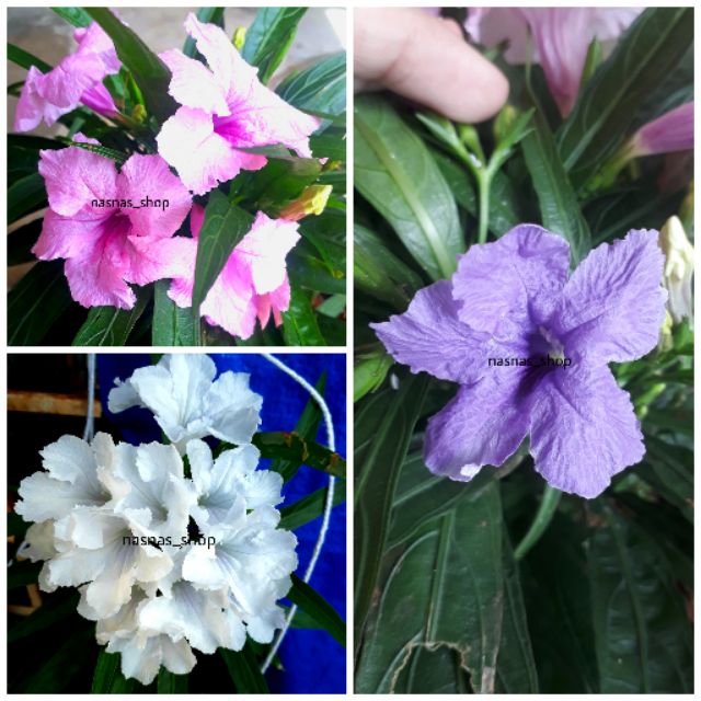 Pokok Bunga Ruellia Renek Dwarf Ruellia Flower Plant - Dalam Polybag ...