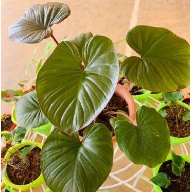 🔥CALADIUM /KELADI KEMOYANG🔥 KELADI HIASAN -INDOOR PLANT🔥 | Shopee Malaysia