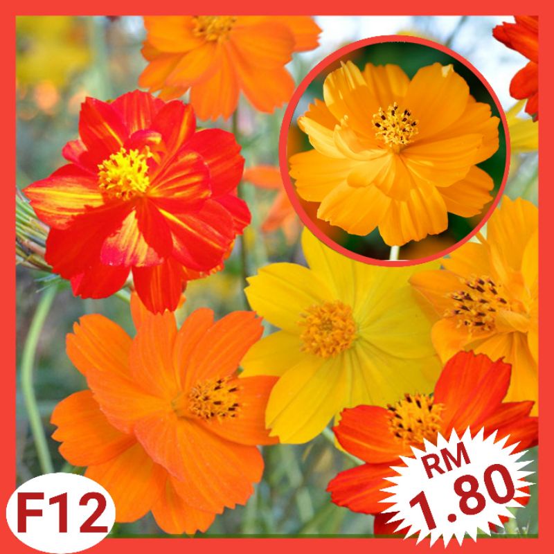 F12 Biji Benih Bunga Cosmos Sulphureus (60+/-) - Cosmos Sulphureus ...