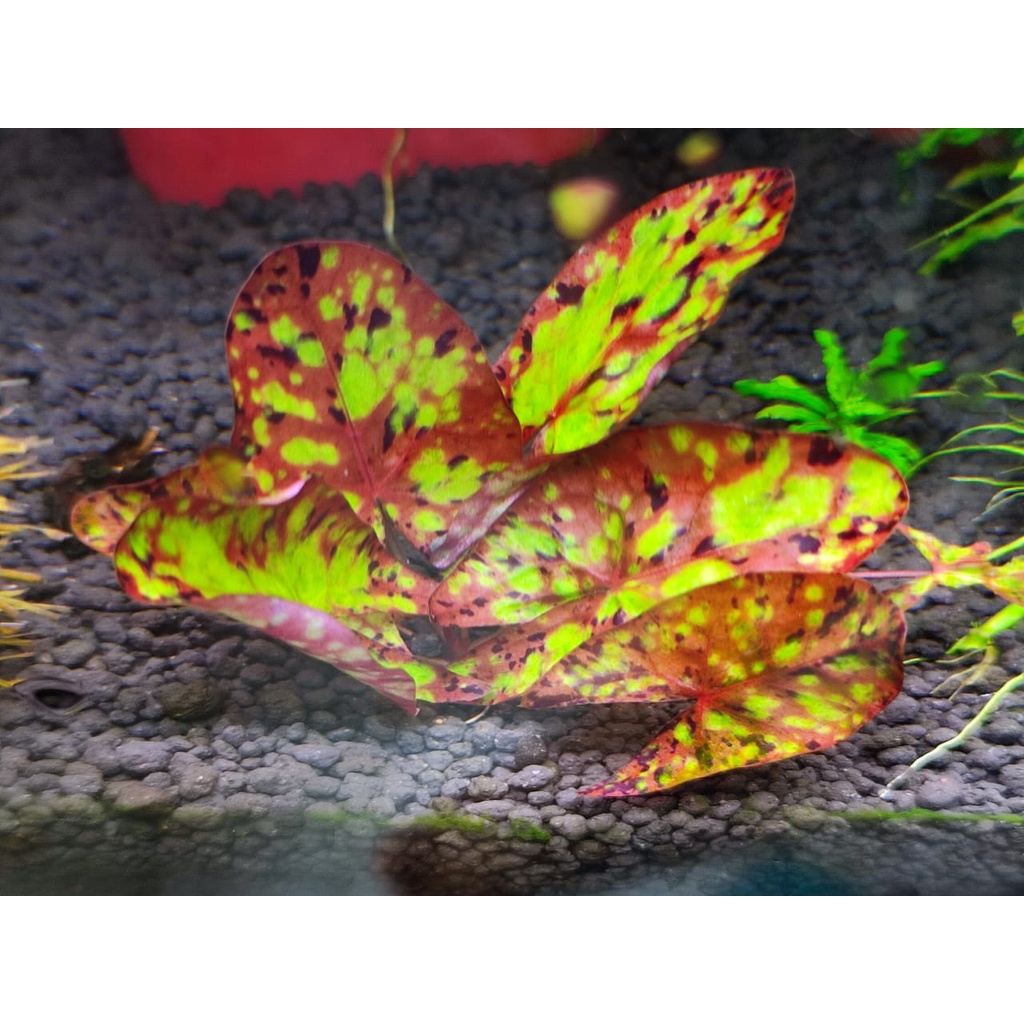 TRI COLOR LOTUS (Nymphaea lotus) | Shopee Malaysia