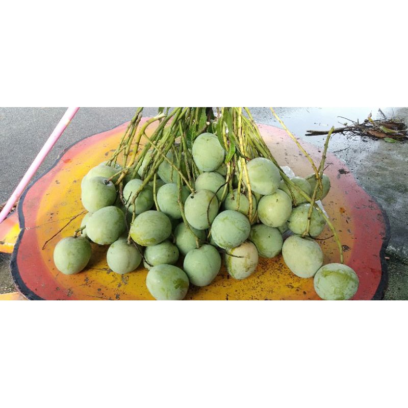 Mangga muda / mangga epal muda / mangga epal isi kuning | Shopee Malaysia