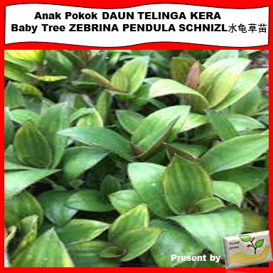 Anak Pokok DAUN TELINGA KERA/ Baby Tree ZEBRINA PENDULA SCHNIZL/水龟草苗 ...