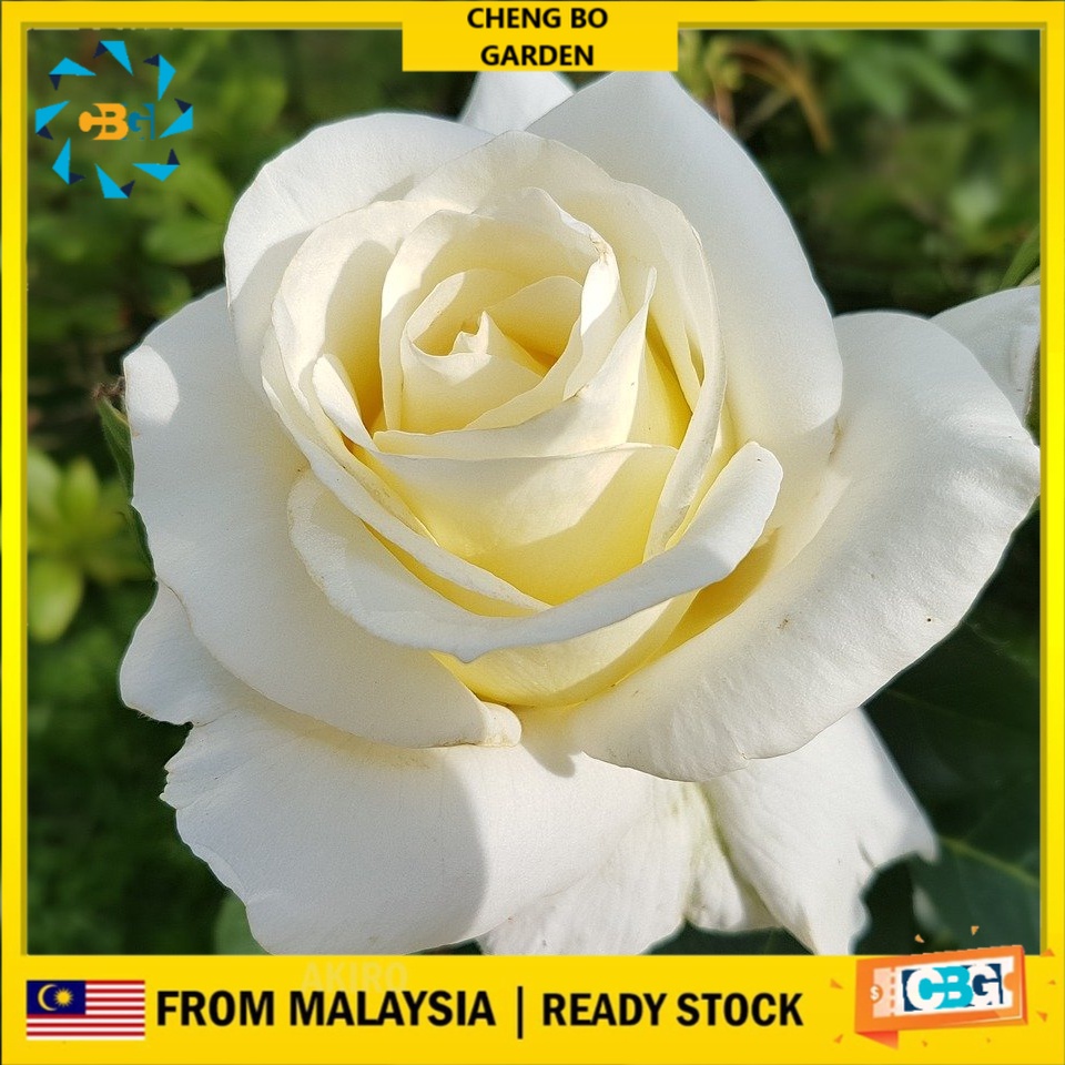 Anak Pokok Bunga Rose Mawar CREAM Gred A Pokok Bunga Cameron Highland ...