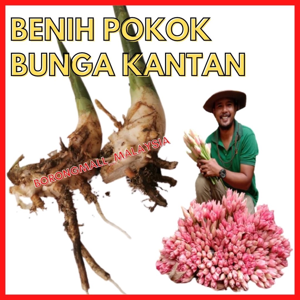Benih Kantan Pokok Anak Bunga Laksa Asam Pedas Flower Seed Merah Pink ...