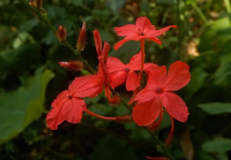Anak Pokok Bunga Plumbago Putih, Merah, Baby Blue dan Imperial Blue ...