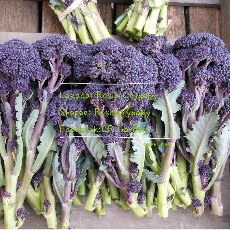 Purple Broccolini 2 seeds 紫芥兰花 西兰苔 2粒 (F1, 70 Days) | Shopee Malaysia