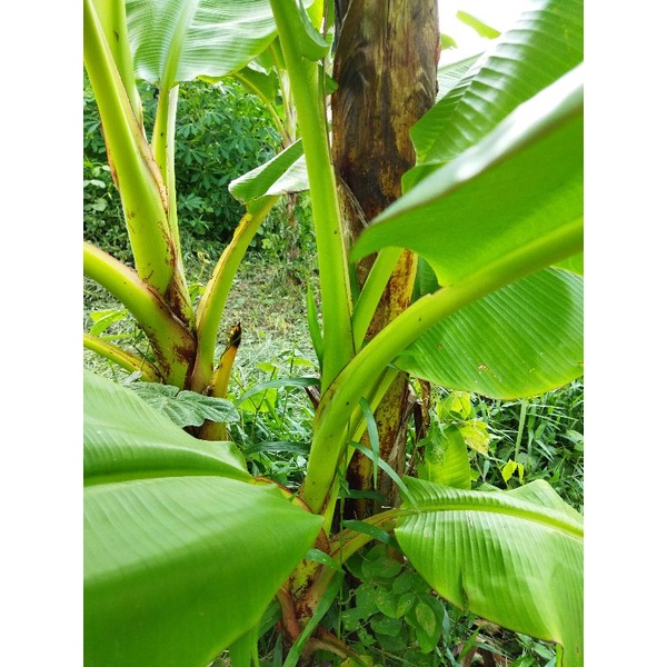 🔥💯Benih Berkualiti Sulur Pisang Mas Ori🔥1 pokok Rm4.90🔥🌿 | Shopee Malaysia