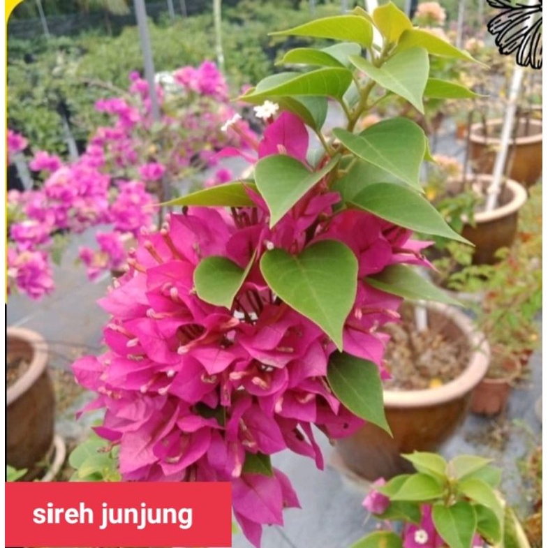 🌱pokok bunga kertas🌱 | Shopee Malaysia