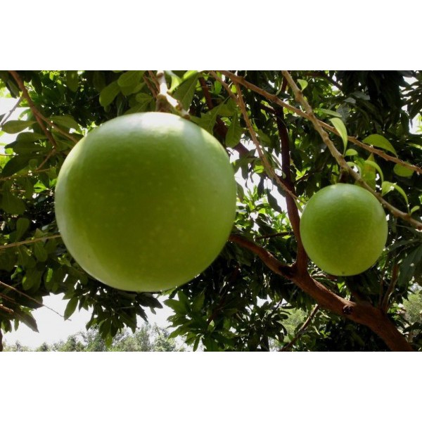 BUAH LABU KAYU SEGAR UNTUK KESIHATAN | Shopee Malaysia