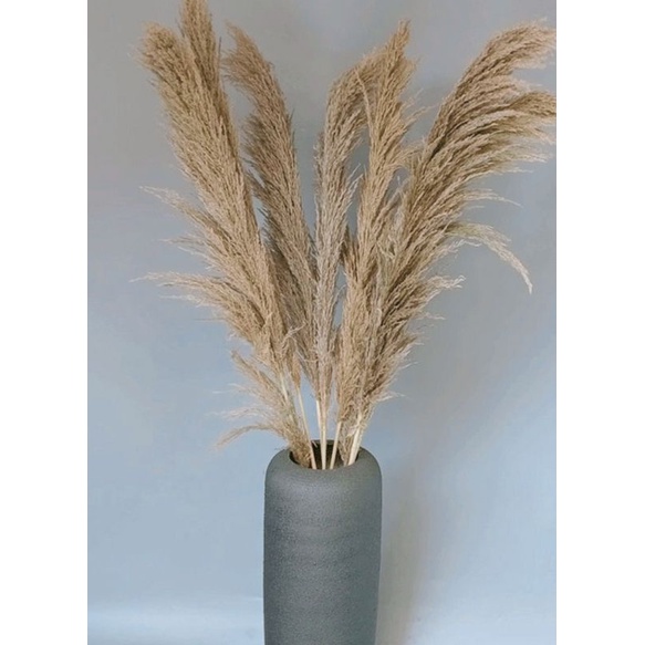 Now Ready stock Pampas grass murah viral rumput pampas pokok bulu gebu ...