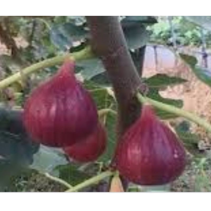 Pokok Tin, variety:Boh Ji Hong/ Anak pokok tin stabil, variety:Adam ...